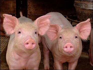 Poultry And Swine Industry Overview – FEDERATION OF LIVESTOCK FARMERS ...